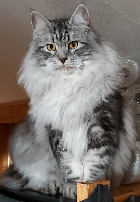 Sibirisk katt - En Intelligent, Allergivänlig, Barnvänlig Kattras ...